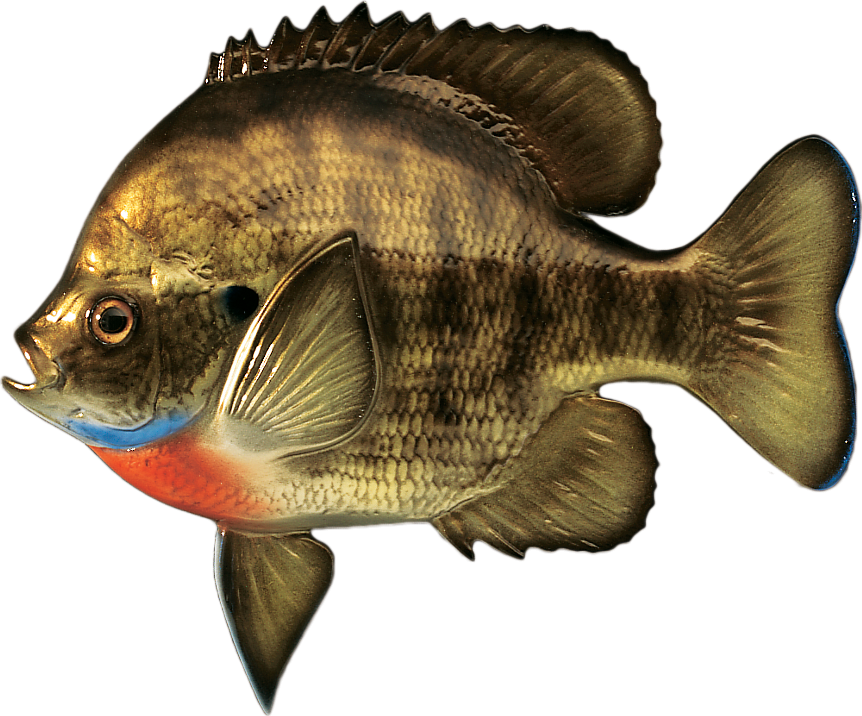 Cabela's Freshwater Fish Mount Replica Bluegill | Mack's Prairie Wings
